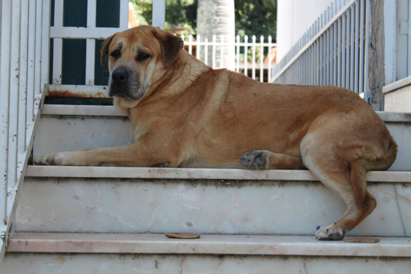 Chowpit (Chow Chow & American Pit Bull Terrier Mix) Dog Breed: Info ...