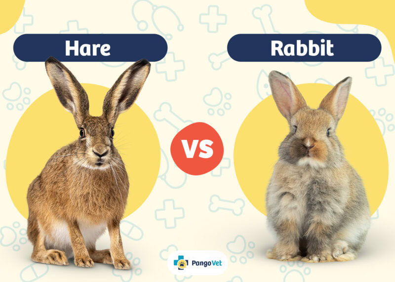 Hare vs. Rabbit: Vet-Verified Differences (With Pictures) | The Vet Desk