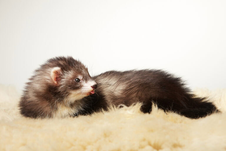 How to Get Rid of Ferret Smell: 4 Vet-Reviewed Tips | The Vet Desk