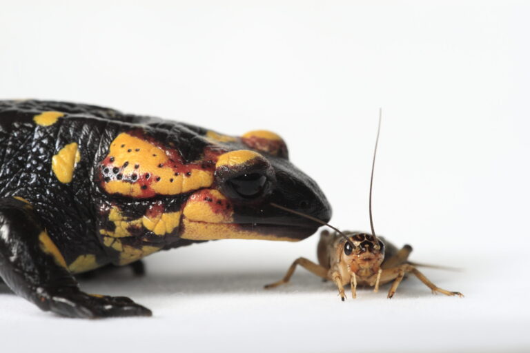 What Do Salamanders Eat in the Wild & as Pets? Facts & FAQ | The Vet Desk