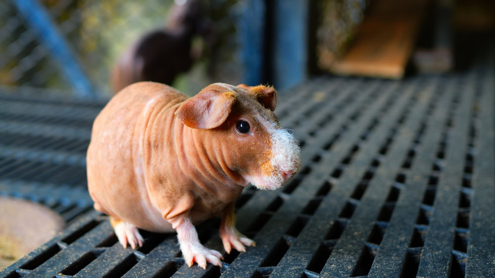 Hairless Guinea Pig (Skinny): Info, Pictures, Facts & Care Guide | The ...