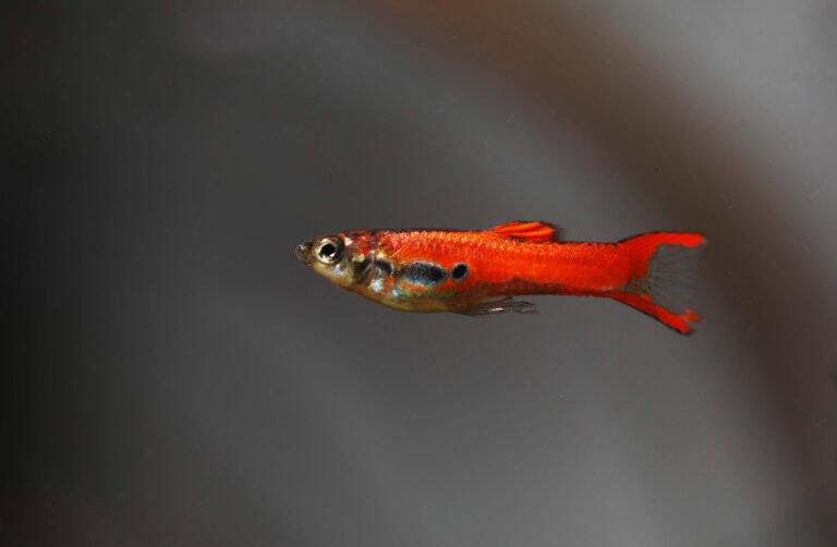 60 Popular Types of Guppy Patterns, Colors & Tails (With Info ...