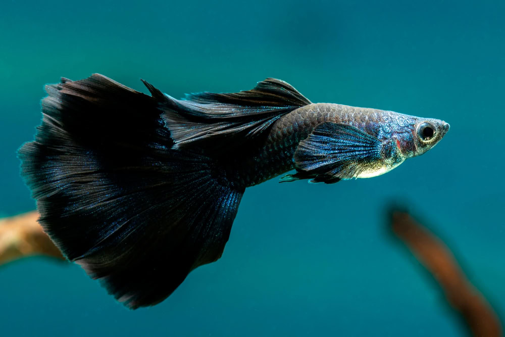 60 Popular Types of Guppy Patterns, Colors & Tails (With Info ...