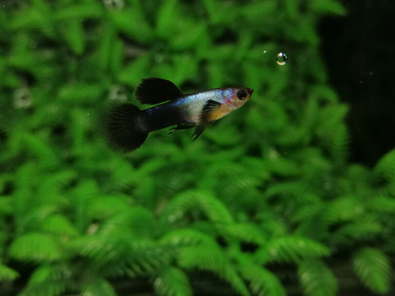 60 Popular Types of Guppy Patterns, Colors & Tails (With Info ...