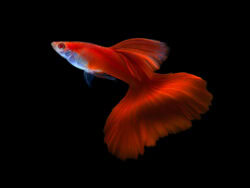 60 Popular Types of Guppy Patterns, Colors & Tails (With Info ...