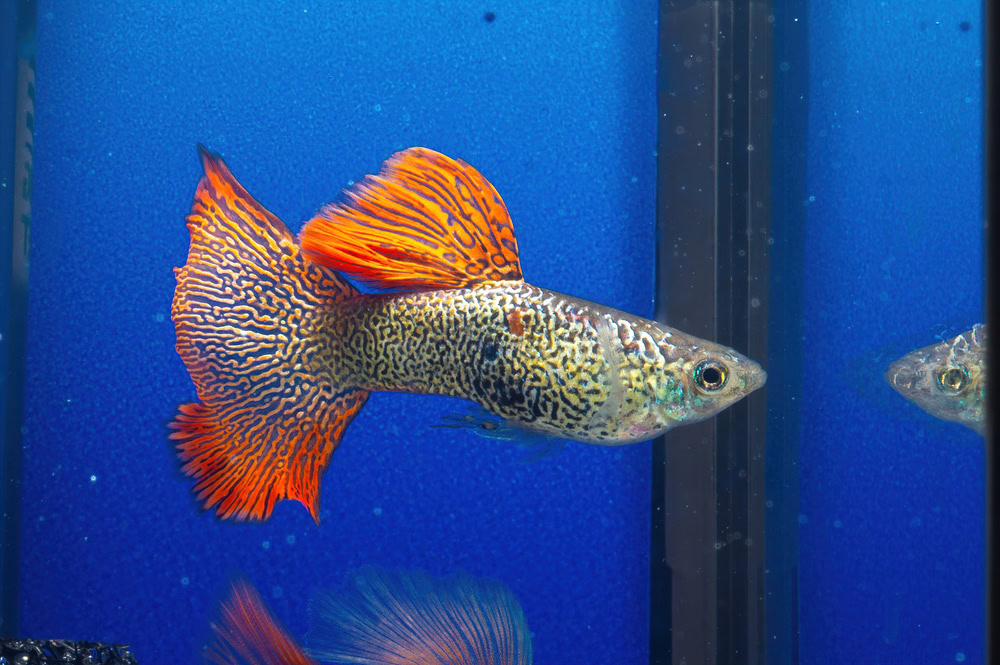 60 Popular Types of Guppy Patterns, Colors & Tails (With Info ...