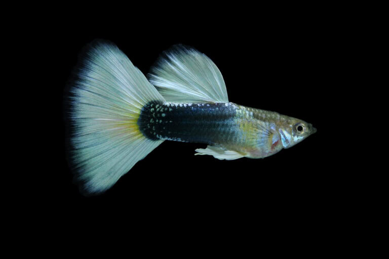 60 Popular Types of Guppy Patterns, Colors & Tails (With Info ...