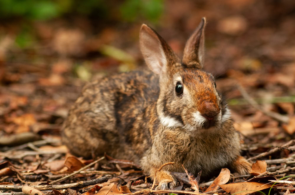 Brazilian Rabbit: Info, Care, Temperament, Habitat & Traits (With ...