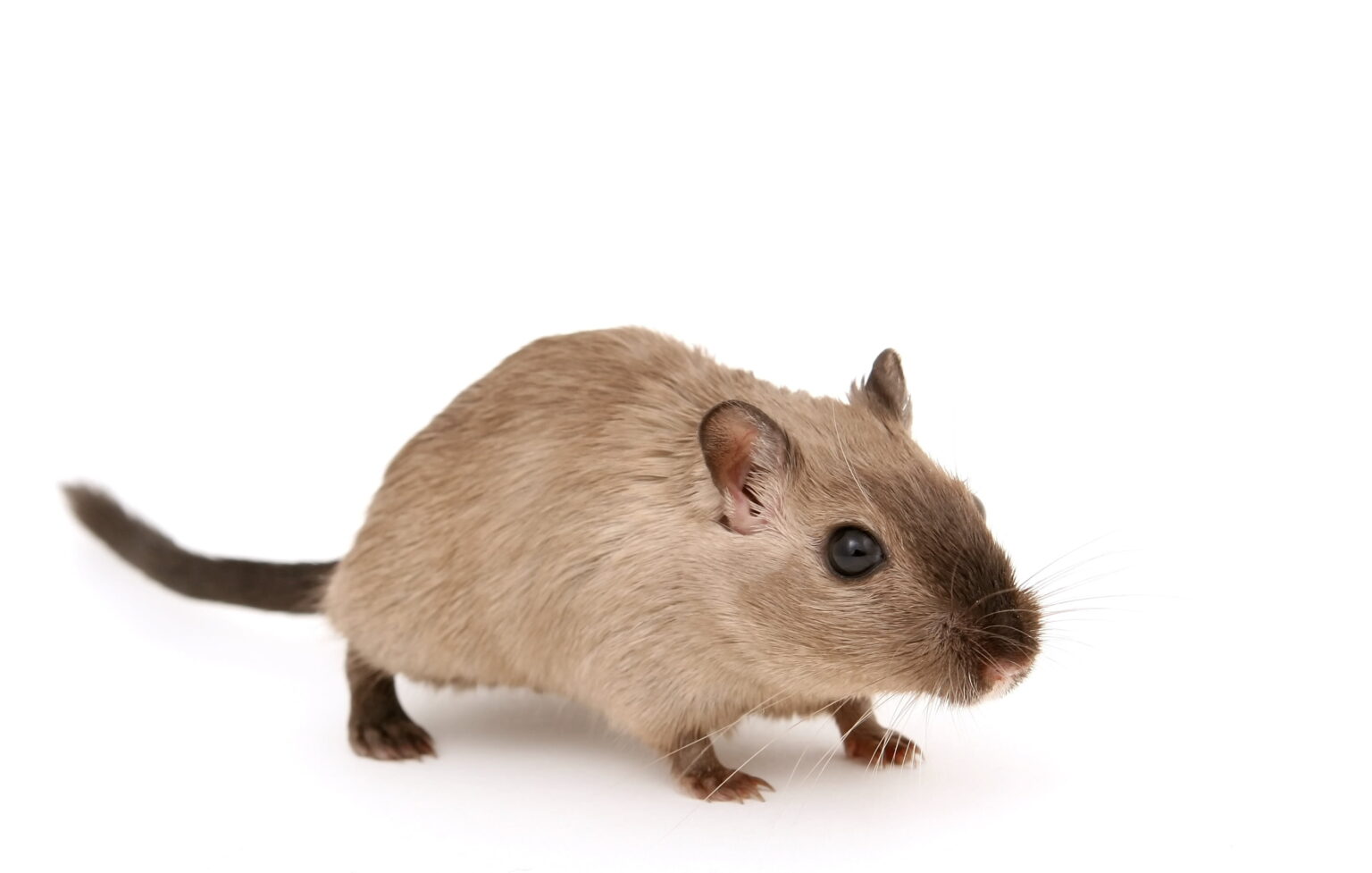 12 Vet-Verified Gerbil Colors & Patterns: An Overview (With Pictures ...