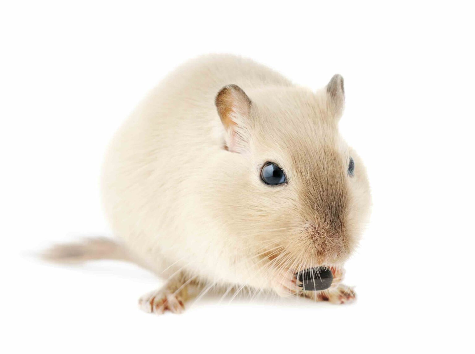 12 Vet-Verified Gerbil Colors & Patterns: An Overview (With Pictures ...