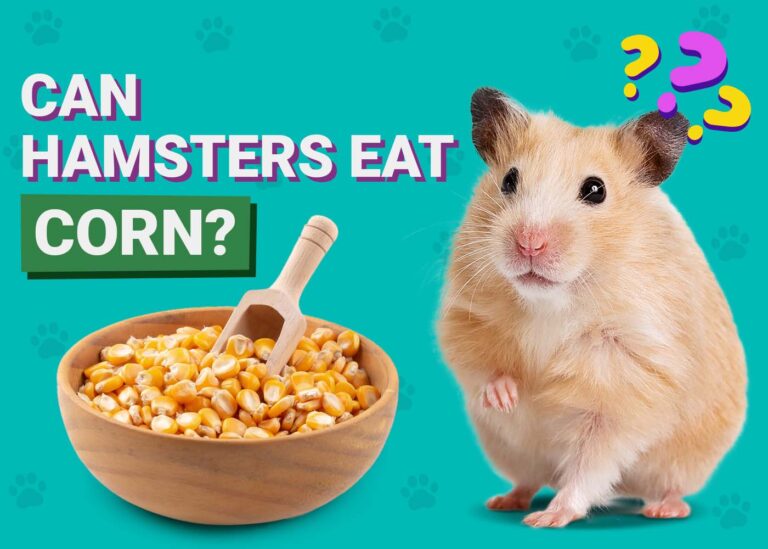 Can Hamsters Eat Corn? Vet-Verified Nutrition Facts & FAQ | The Vet Desk
