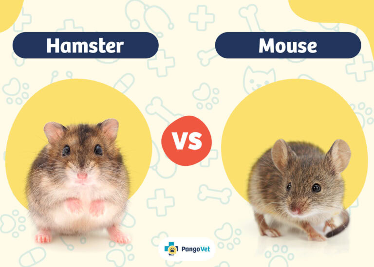 Hamster vs. Mouse: Vet-Reviewed Differences (With Pictures) | The Vet Desk