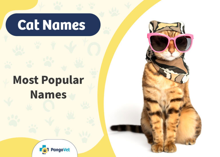 160+ Most Popular Cat Names in 2026 | The Vet Desk
