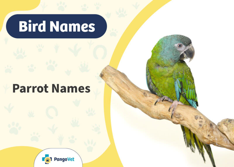 100+ Parrot Names: Ideas for Colorful & Animated Parrots | The Vet Desk