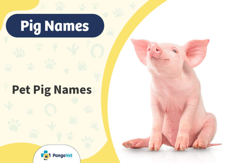 100+ Pet Pig Names: Ideas for Smart & Hungry Pigs | The Vet Desk