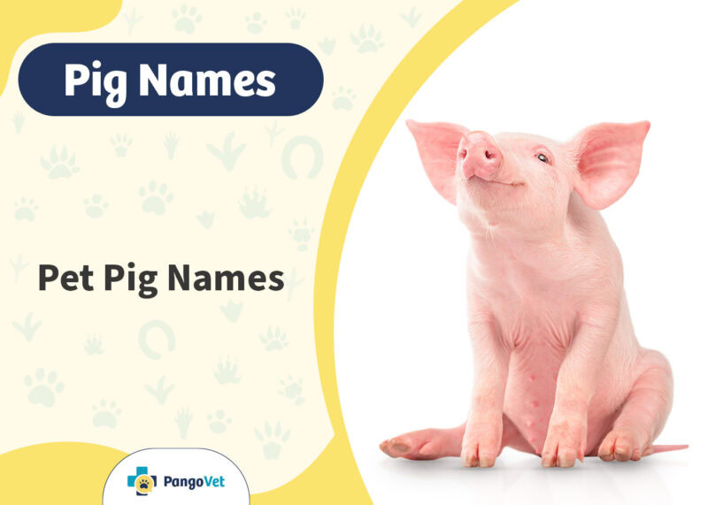 100+ Pet Pig Names: Ideas for Smart & Hungry Pigs | The Vet Desk