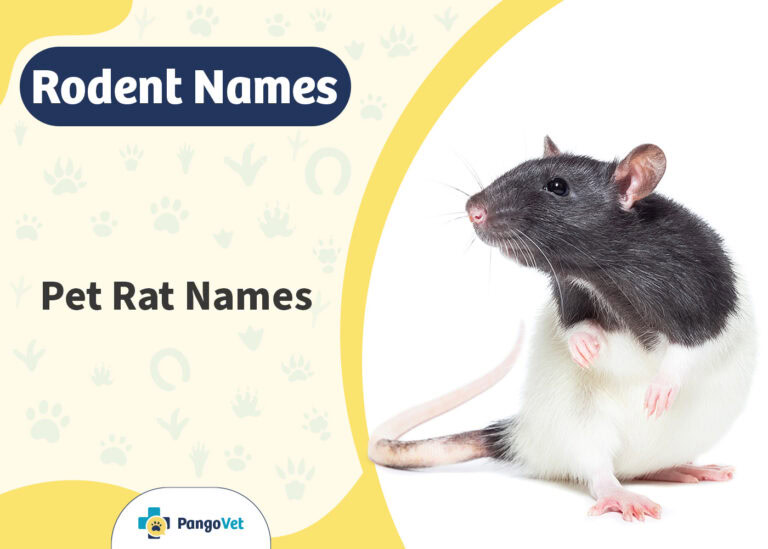 100+ Pet Rat Names: Ideas for Smart & Friendly Rats | The Vet Desk
