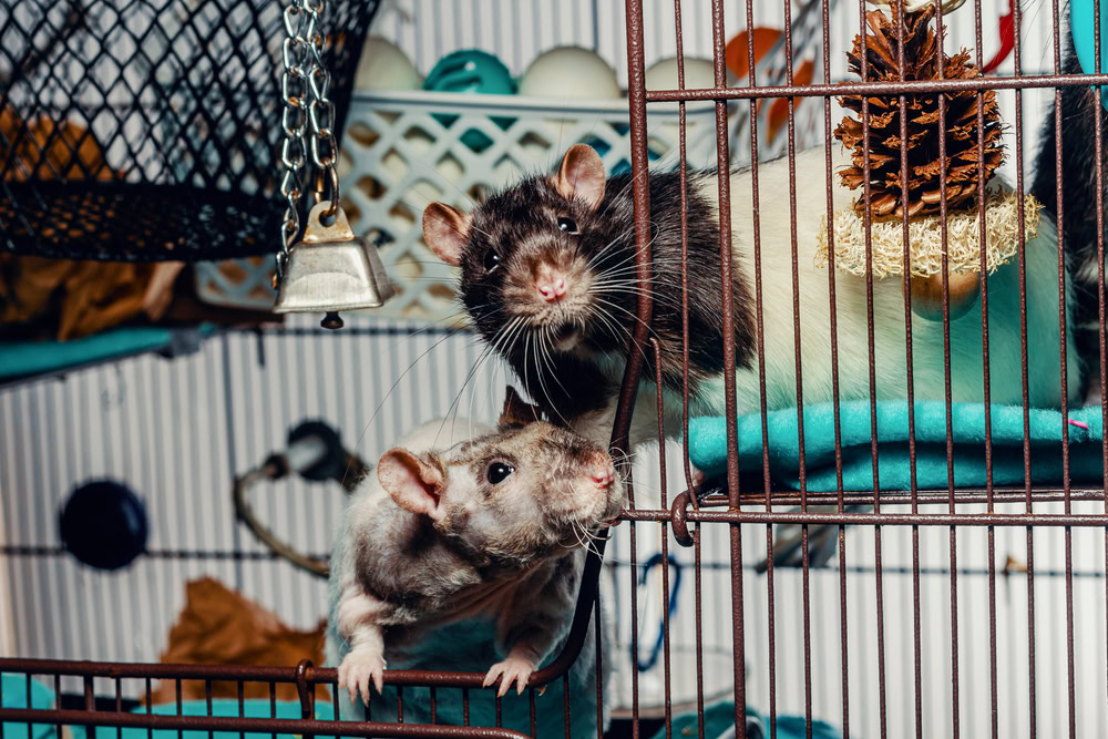 Double Rex Rats: 8 Vet-Verified Things You Should Know | The Vet Desk