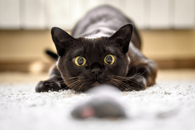 Why Does My Cat Stalk Me? 5 Possible Reasons (Vet-Reviewed) | The Vet Desk