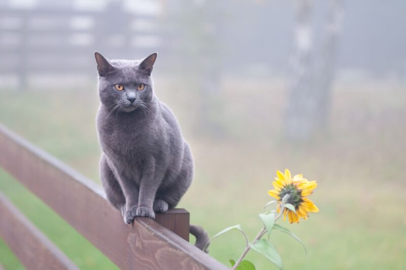Top 11 Grey Cat Breeds: Info, Pictures & Traits | The Vet Desk