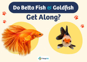 Can Betta Fish & Goldfish Live Together? Aquarium Health Explained ...