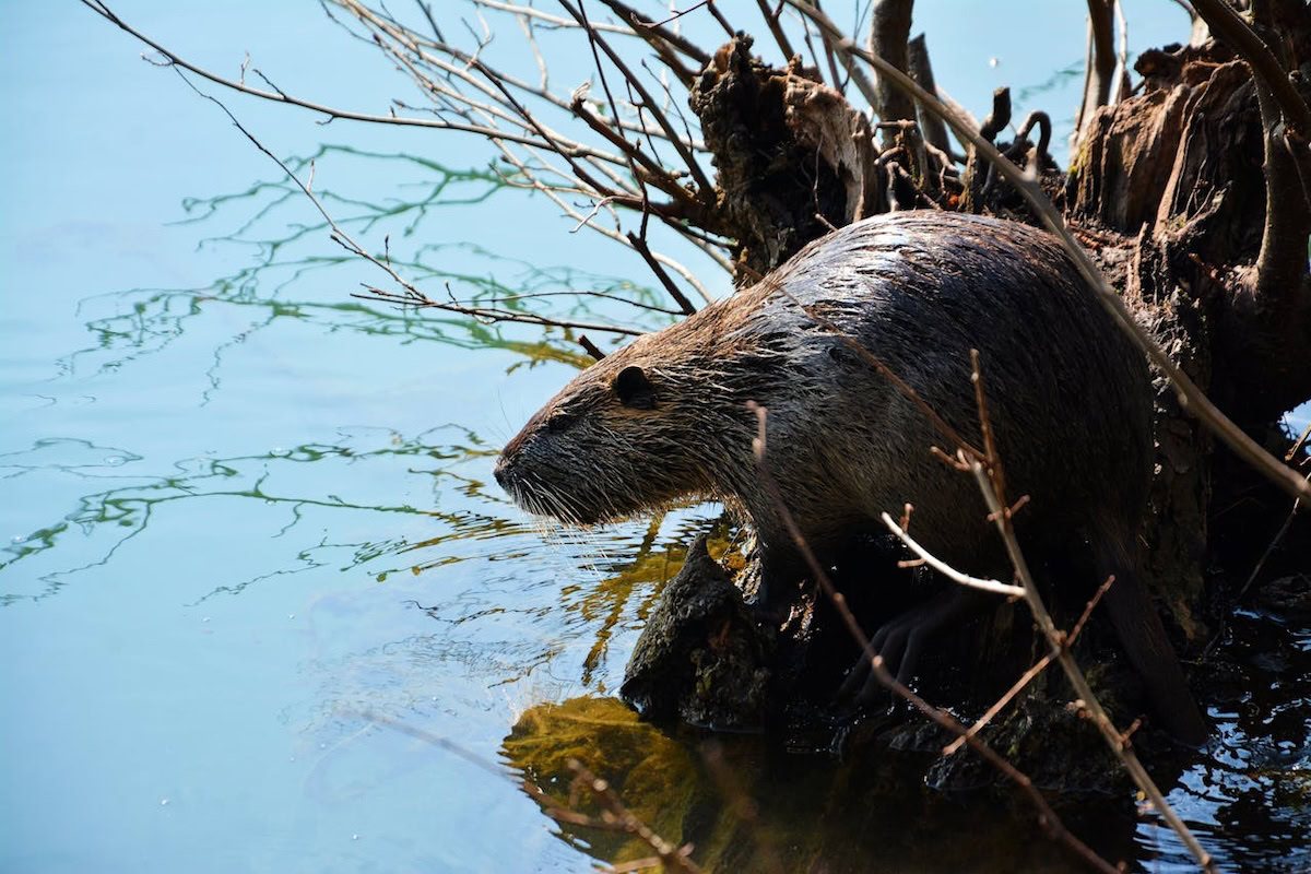 Do Beavers Make Great Pets? Vet-Reviewed Legality, Ethics & FAQs | The ...