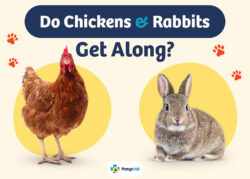 Can Chickens and Rabbits Live Together? Vet-Verified Compatibility ...