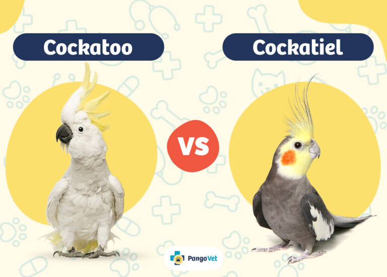 Cockatoo vs. Cockatiel: The Differences Explained (With Pictures) | The ...