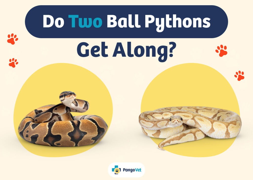 Can Two Ball Pythons Live Together? Vet-Verified Information | The Vet Desk