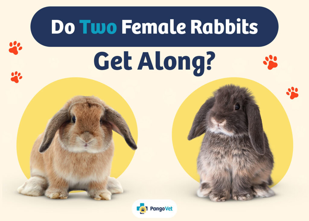 Can Two Female Rabbits Live Together? Vet-Verified Facts & Bonding Tips ...