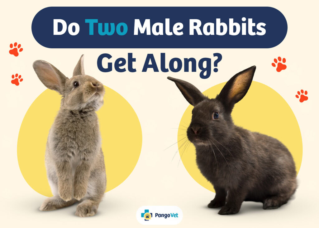 Can You Keep Two Male Rabbits Together? Vet-Verified Facts & FAQ | The ...