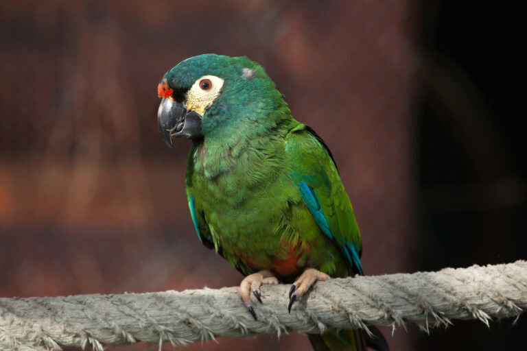 Mini Macaws as Pets: Info, FAQ & Care Guide (With Pictures) | The Vet Desk