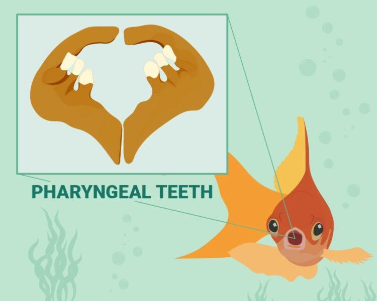 41 Facts About Goldfish That Will Surprise You | The Vet Desk