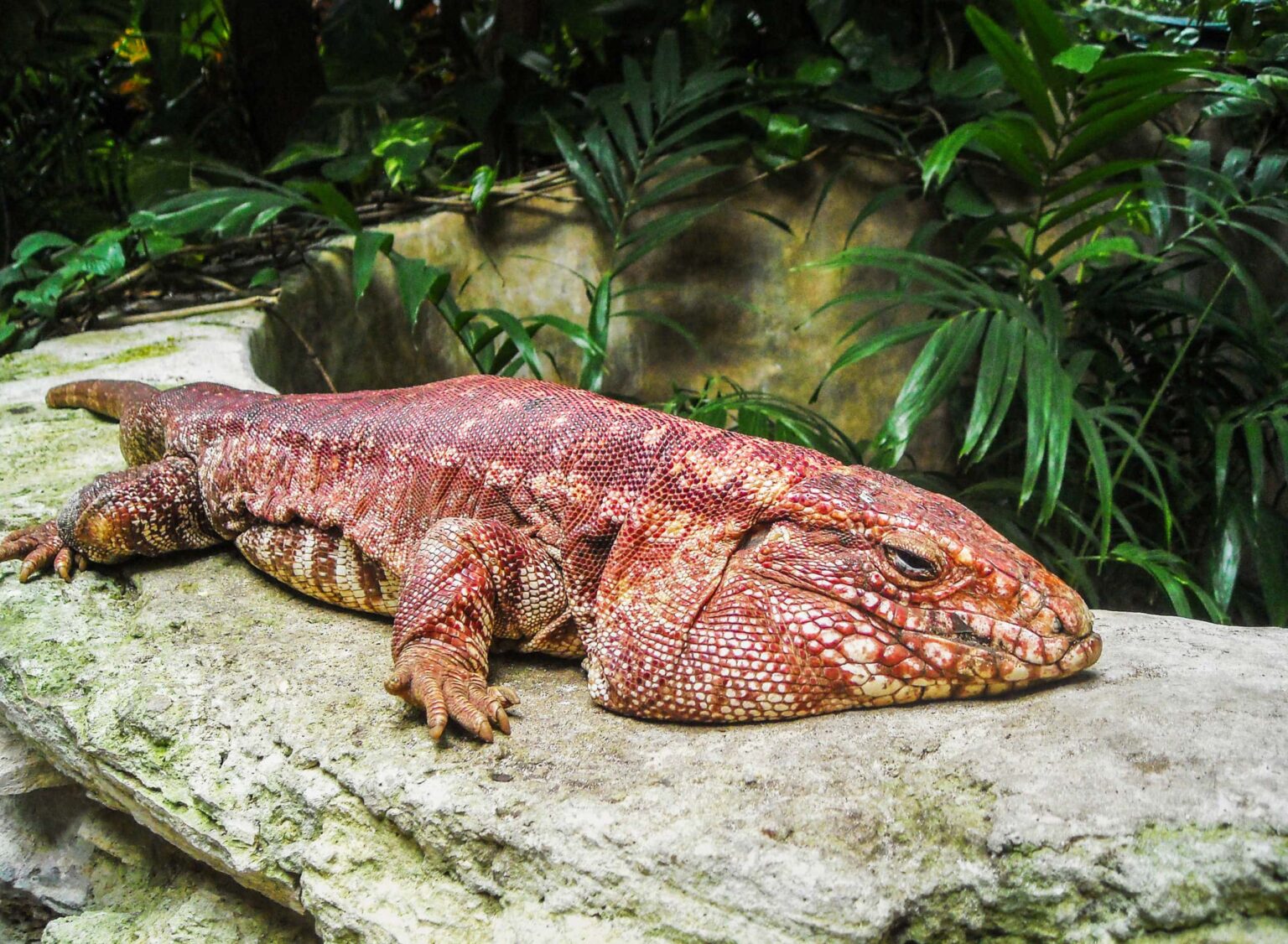 Red Tegu: Info & Care Guide for Beginners | The Vet Desk