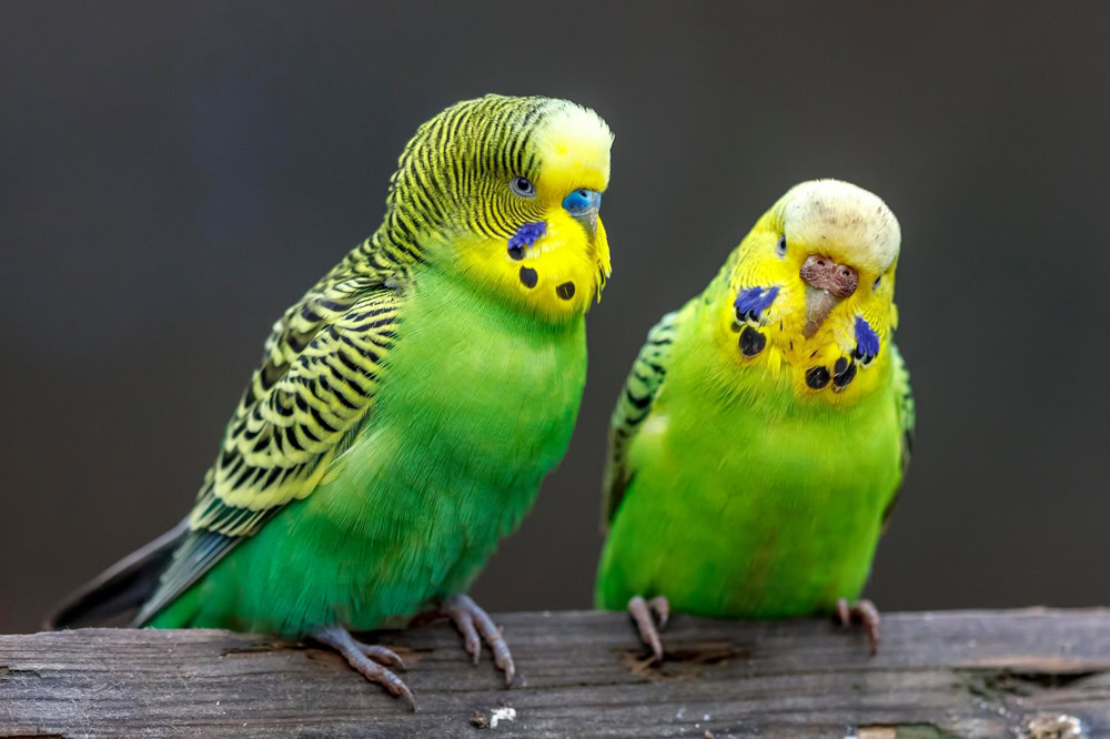 Male or Female Budgie: Our Vet Explains 6 Ways to Identify the ...