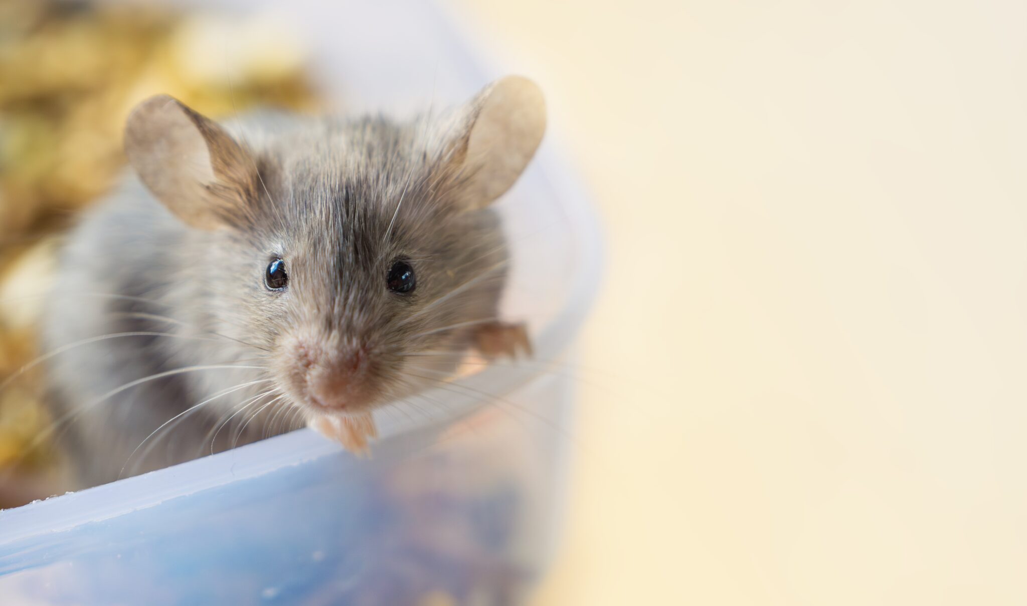 How to Tell If a Pet Mouse Is Pregnant: 6 Vet-Approved Signs | The Vet Desk