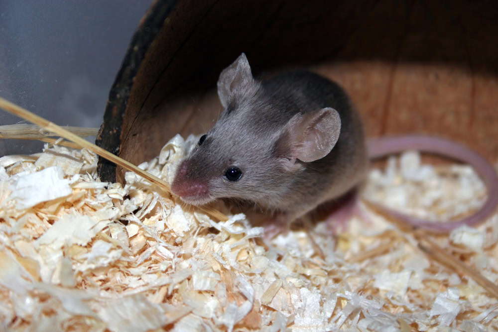 How to Tell If a Pet Mouse Is Pregnant: 6 Vet-Approved Signs | The Vet Desk