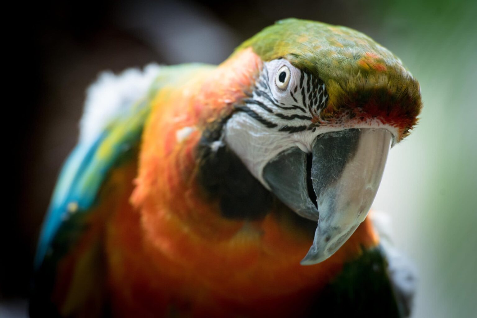 Harlequin Macaw: Info & Care Guide (With Pictures) | The Vet Desk