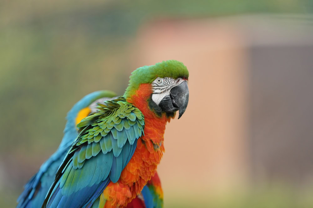 Harlequin Macaw: Info & Care Guide (With Pictures) | The Vet Desk