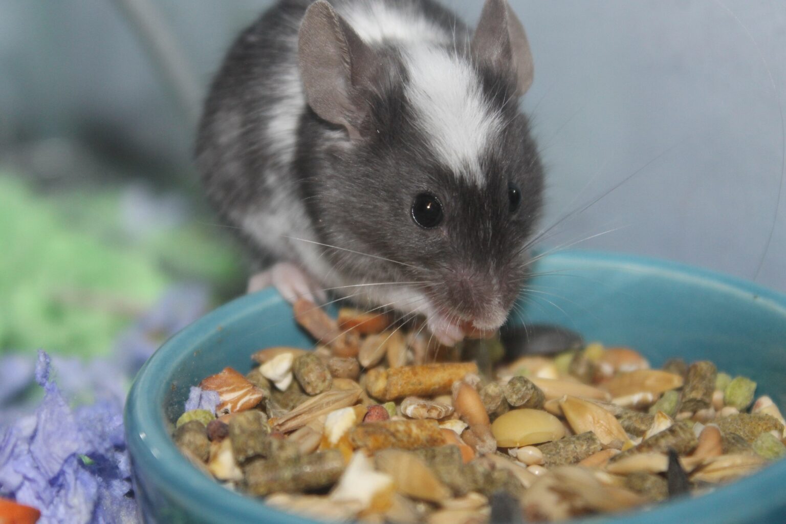 Can Mice Eat Peanut Butter? Vet-Reviewed Risks & Precations | The Vet Desk