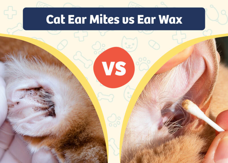 How to Treat Rabbit Ear Mites: 6 Vet-Recommended Tips | The Vet Desk