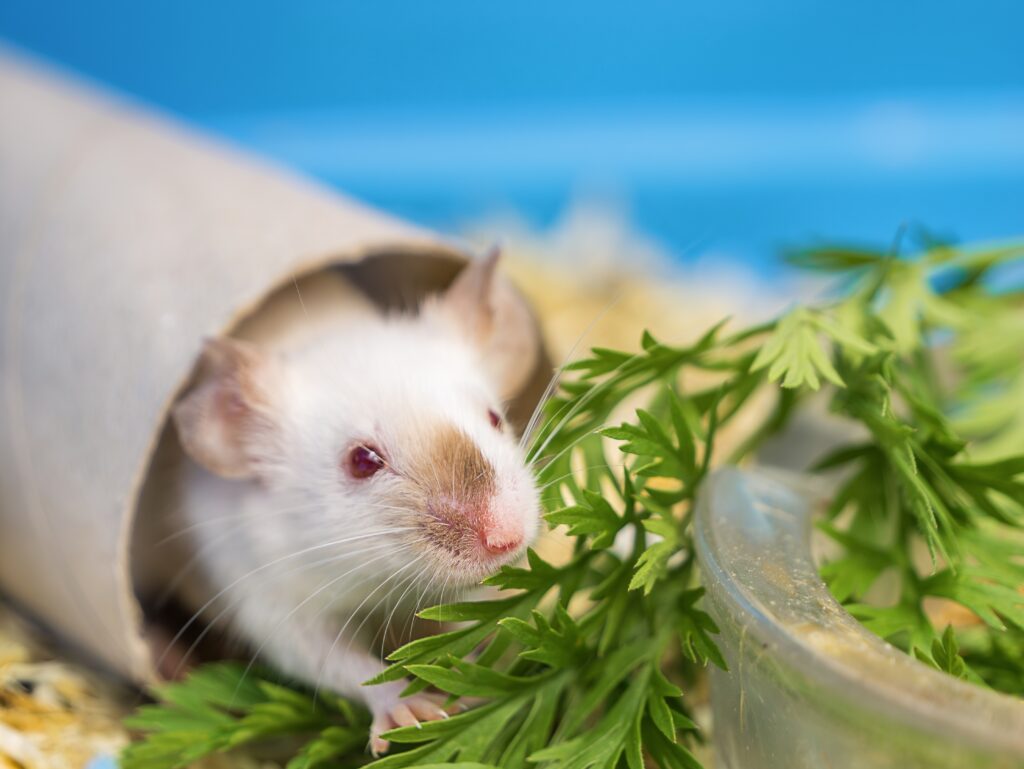 Can Mice Eat Cheese? Vet-Reviewed Nutritional Facts & Info | The Vet Desk