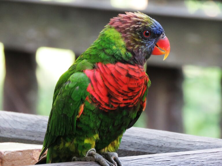 Diarrhea in Parrots: How It Looks and What to Do | The Vet Desk