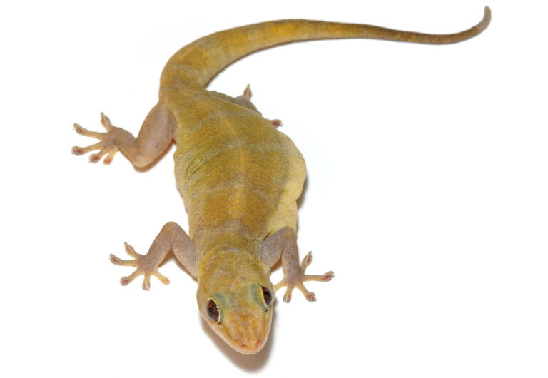 Golden Gecko: Facts, Pictures, Info & Care Guide | The Vet Desk