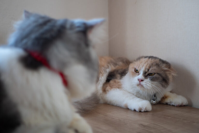 How to Stop My Cat From Bullying My Other Cat? 9 Helpful Tips | The Vet ...