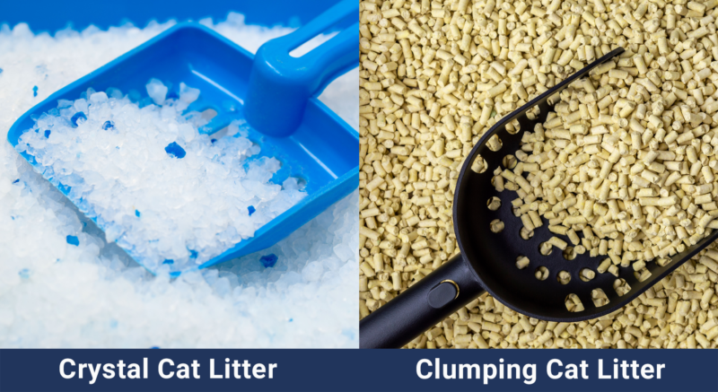 Crystal Litter vs Clumping Cat Litter: What’s Best for My Cat? | The ...