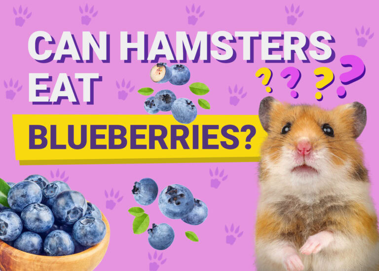 Can Hamsters Eat Blueberries? Vet-Approved Nutritional Science & FAQ ...