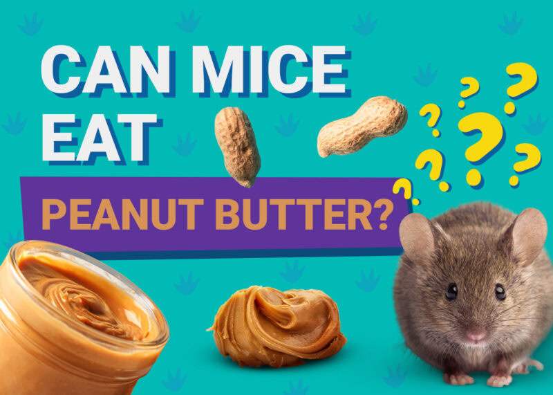 Can Mice Eat Peanut Butter? Vet-Reviewed Risks & Precations | The Vet Desk