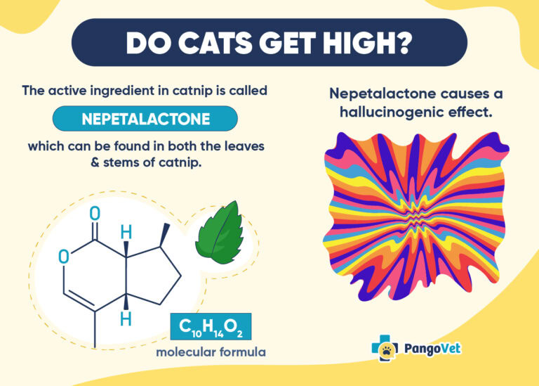 What Is Catnip & How Does It Affect Your Cat? (With Infographic) | The ...