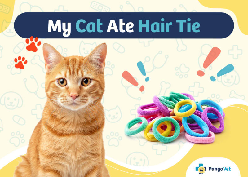 Anemia in Cats: Signs, Causes & Treatment (Vet Answer) | The Vet Desk